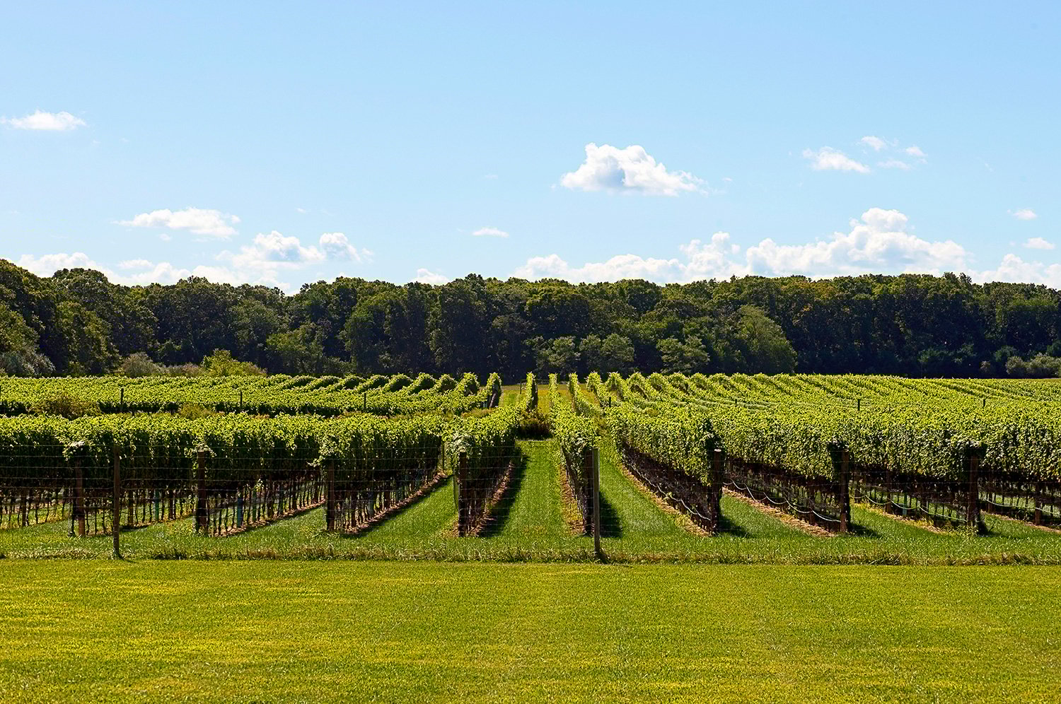 Exploring Hamptons Vineyards: A Guide to Hamptons Wine Tasting and Tours